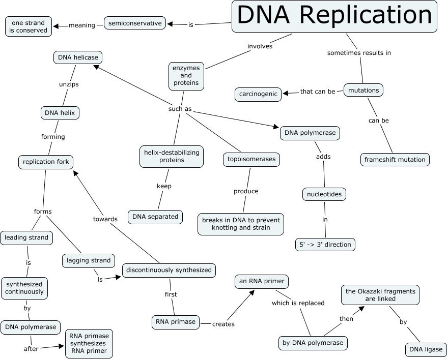 DNA replication